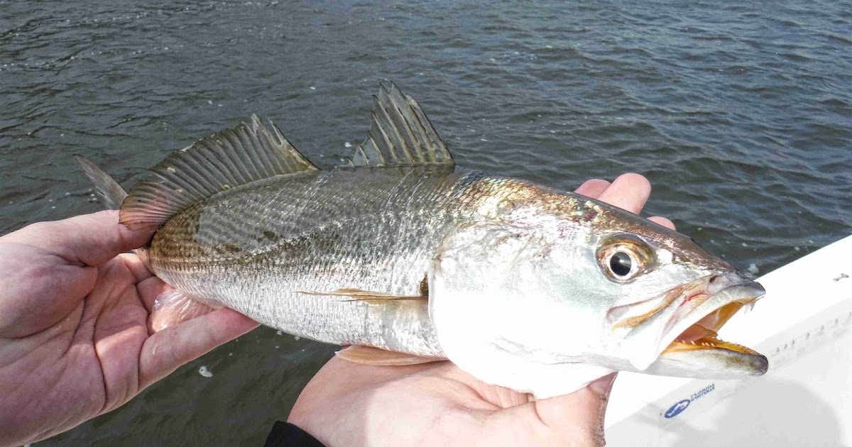 Amelia Island Fishing Reports: Weakfish? Sand Trout? White Trout ...