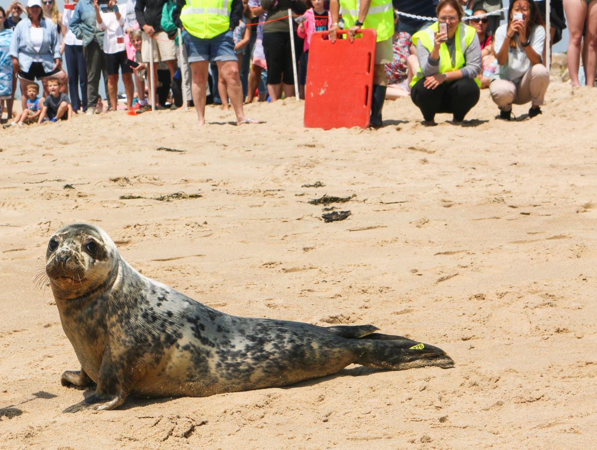 Progressive Charlestown: Rescued seal begins new life in waters off ... Progressive Charlestown: Rescued seal begins new life in waters off ...