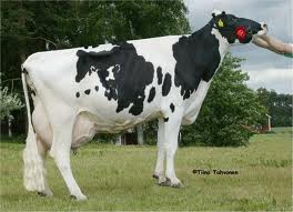Holstein Friesian: HISTORIA.