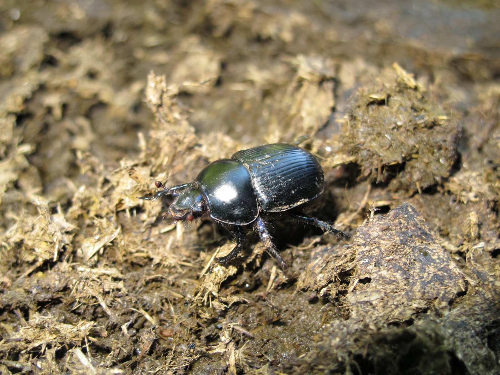 Wild at Hull: Cows, yellow wagtails and Dor beetle in Beverley Westwood