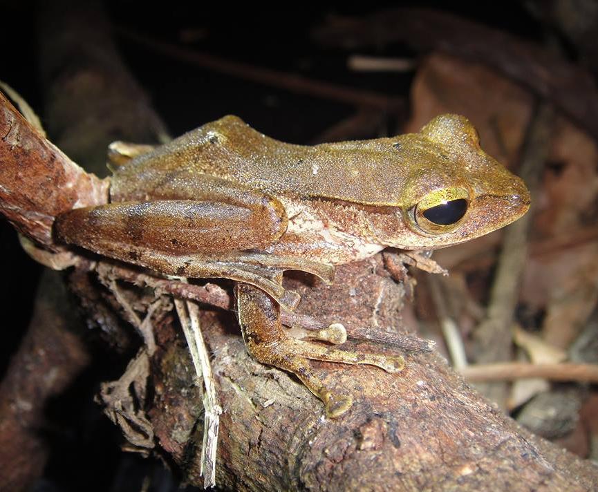 Species New to Science: [Herpetology • 2013] ปาดเรียวมลายู ...