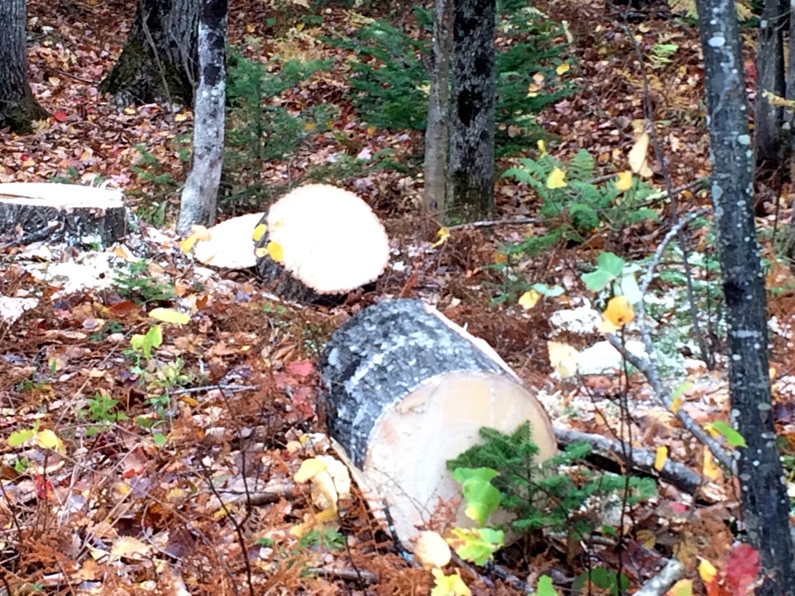 Glowing Dreams of Translucent Wood