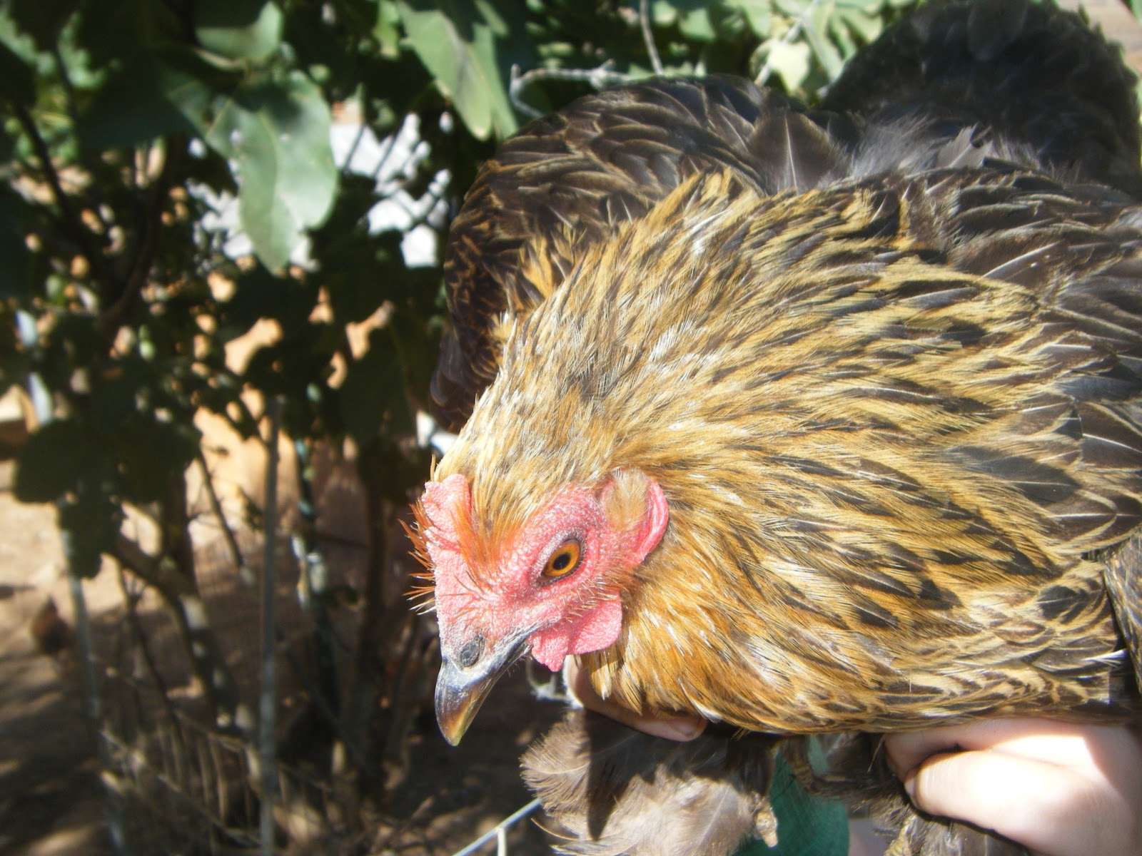 cochinlady: red brown cochin hen