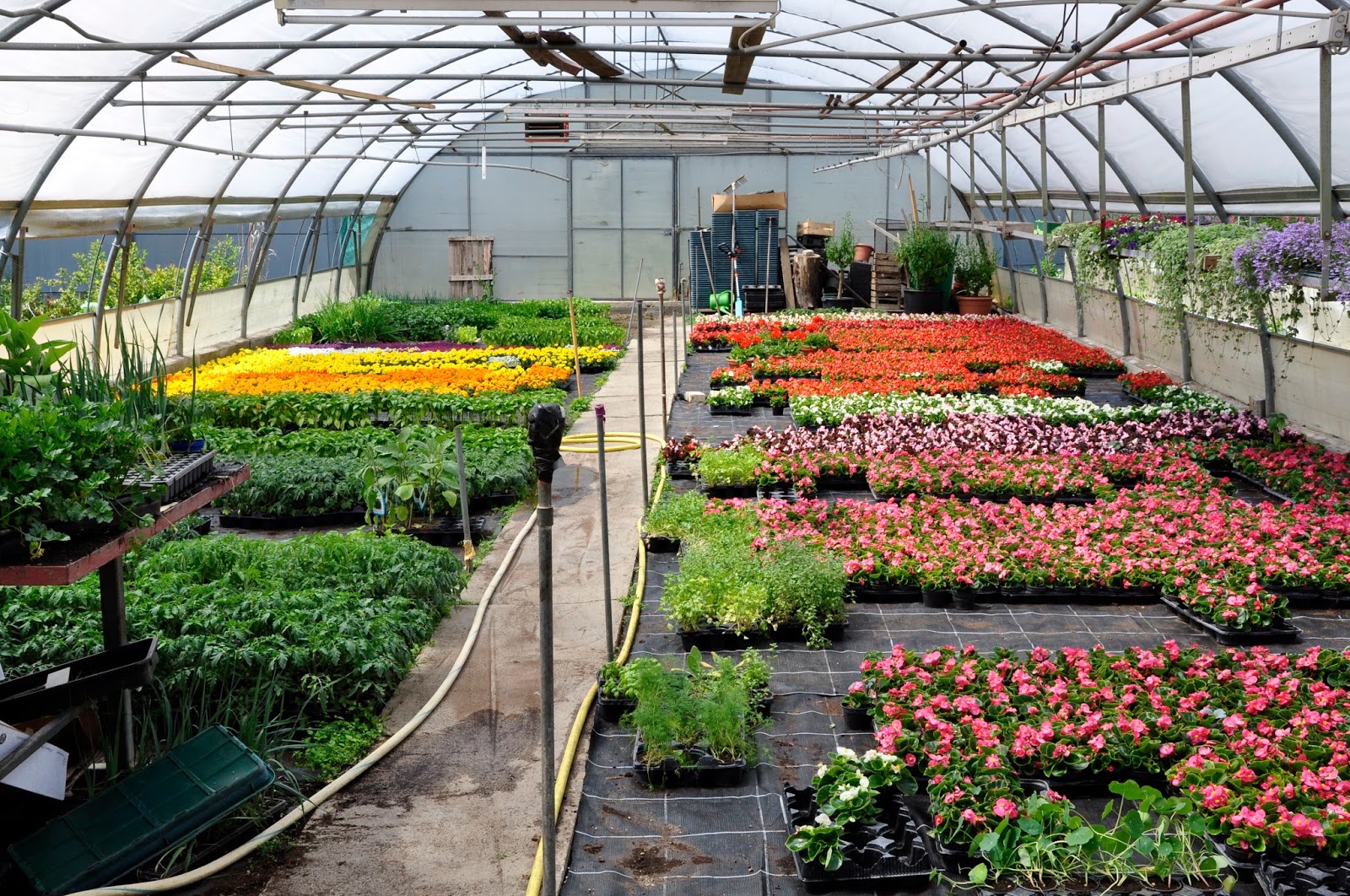 The Sustainable-Enough Garden: Neonics reprised