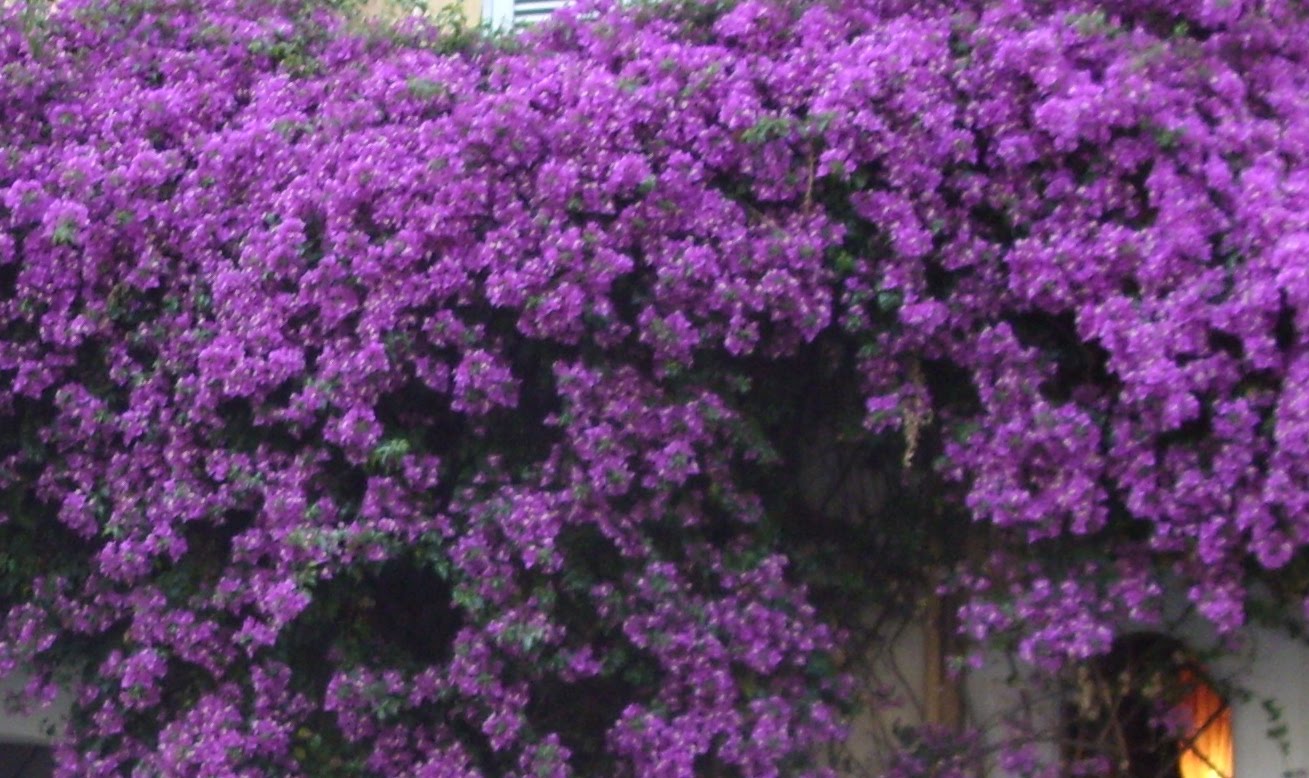 The Bee Lady from Hilltop Farm: Purple flowers in Italy