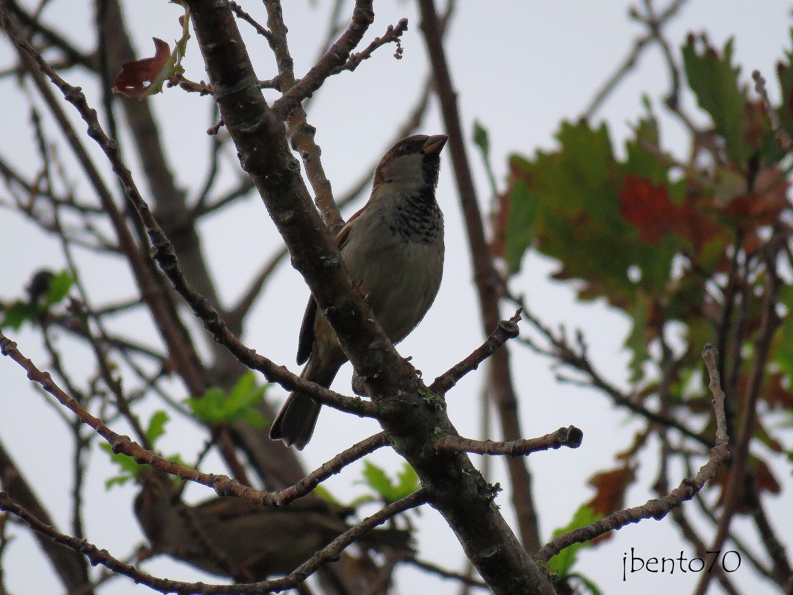 Birding Cascais: O Pardal-de-telhado / House Sparrow (Passer domesticus ...
