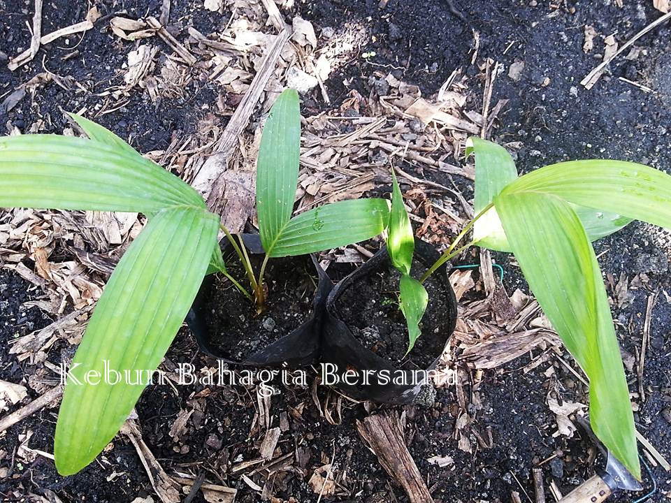 Kebun Bahagia Bersama: Empat Ramadhan Tanam Pokok Salak