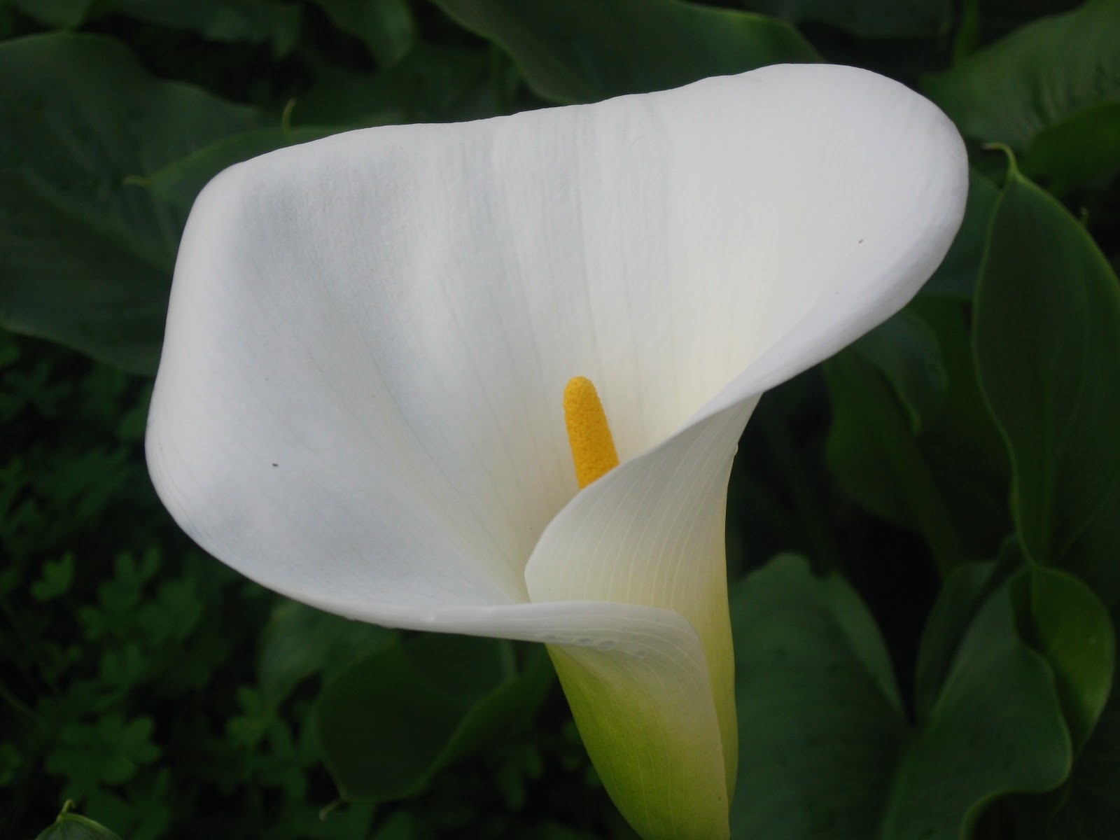 A Tuesday Night Memo: The many lovely faces of our calla lilies