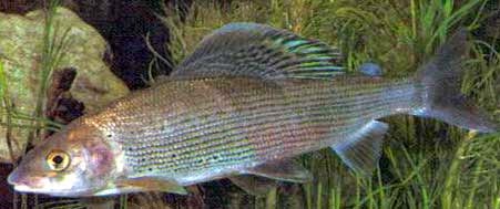 Pescuitul sportiv - mai presus de pasiune