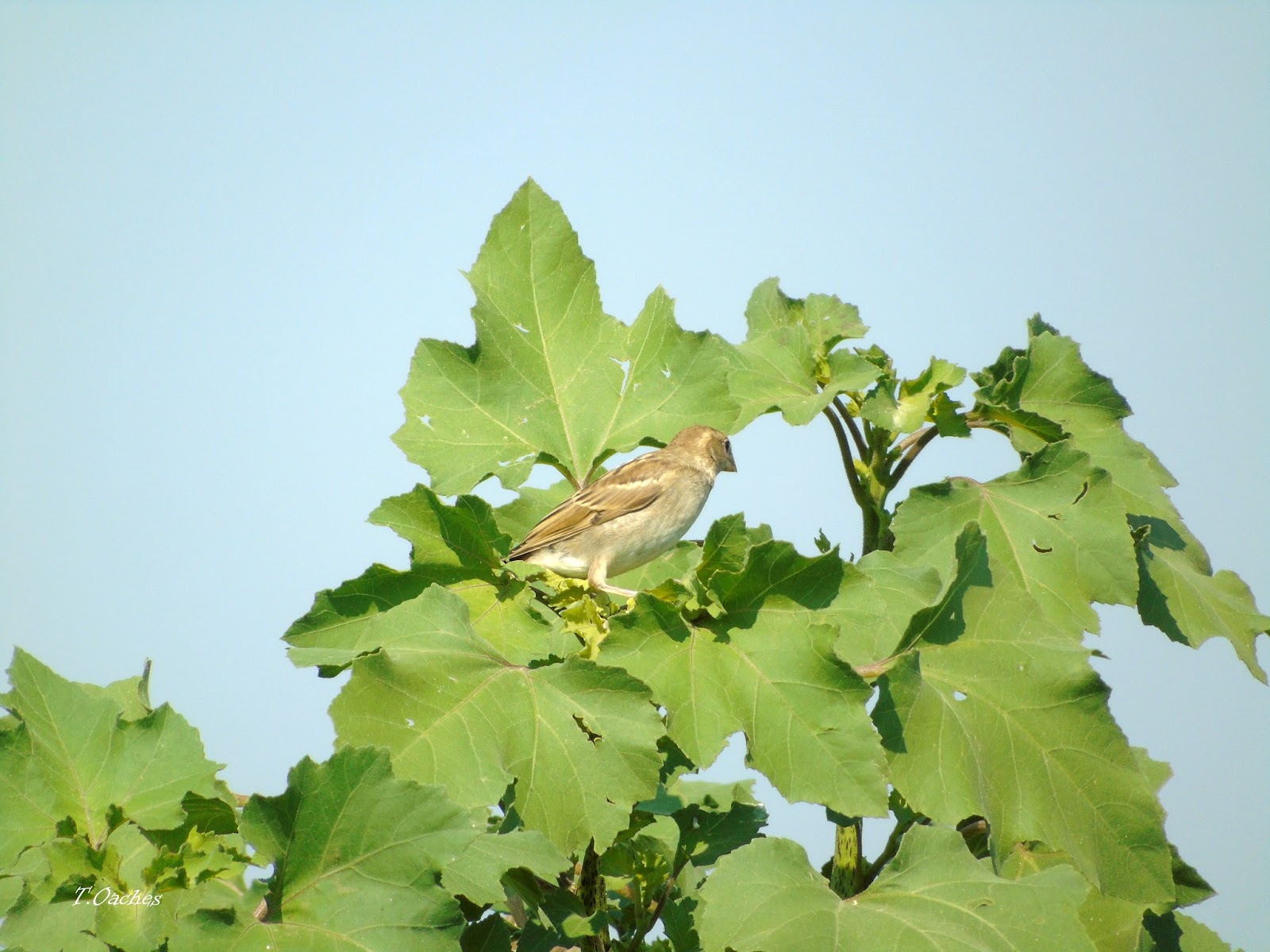 PASARI DIN ROMANIA: VRABIE NEGRICIOASA, Passer hispaniolensis