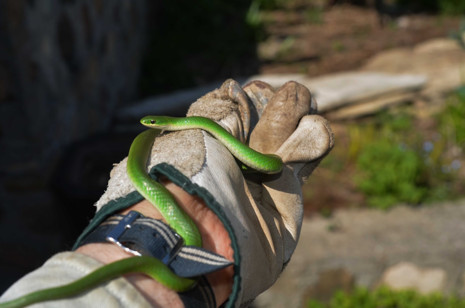Roche Fleurie Garden: Smooth Green Snake