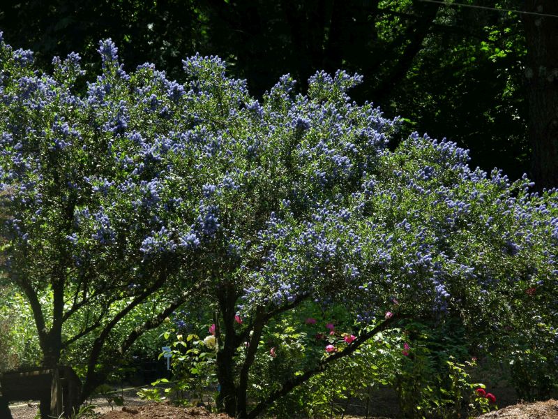 Future Plants by Randy Stewart: CEANOTHUS
