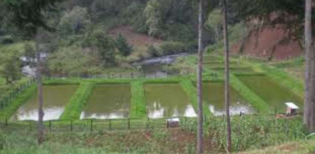 CrichJ Blog: CHAKULA CHA SAMAKI AINA YA SATO