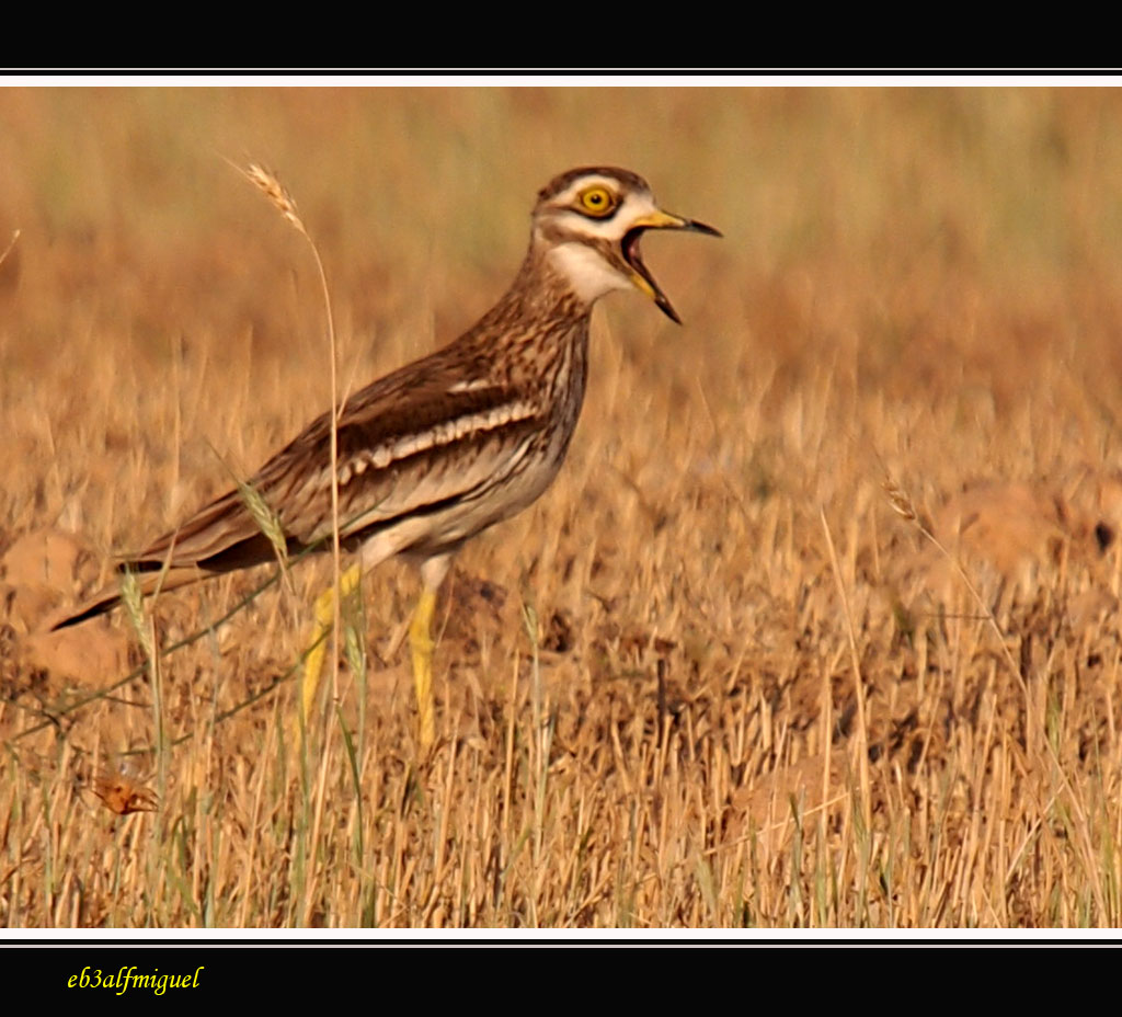 MIS AMIGAS LAS AVES: Alcaraván común (Burhinus oedicnemus)