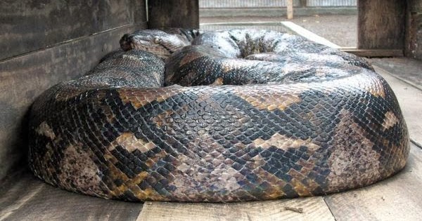 Xpress Urself Show: Somewhere in Imo state where snakes are worshipped ...