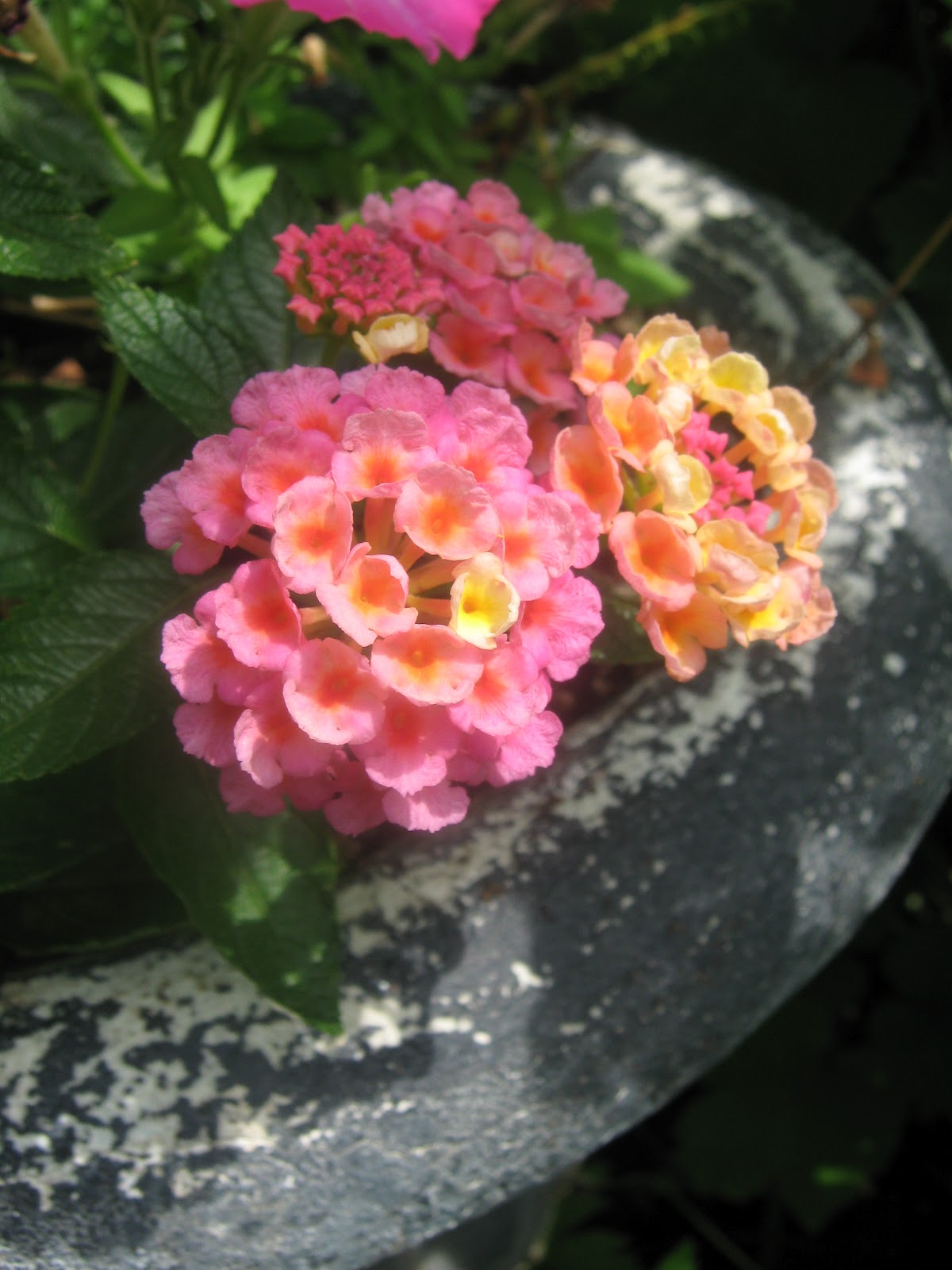 Rindy Mae: More July Blooms