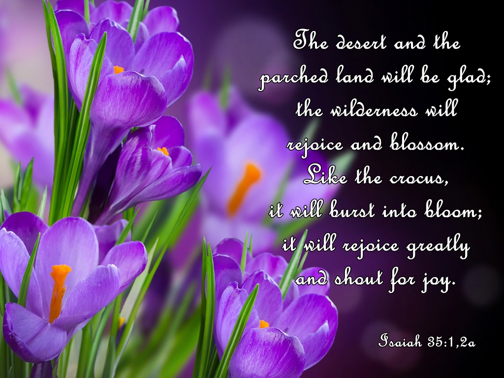 His Word In Pictures Isaiah 35 1 2a his-word-in-pictures-isaiah-35-1-2a