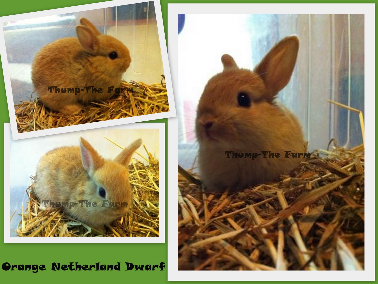 THUMP - The Farm: Netherland Dwarfs available