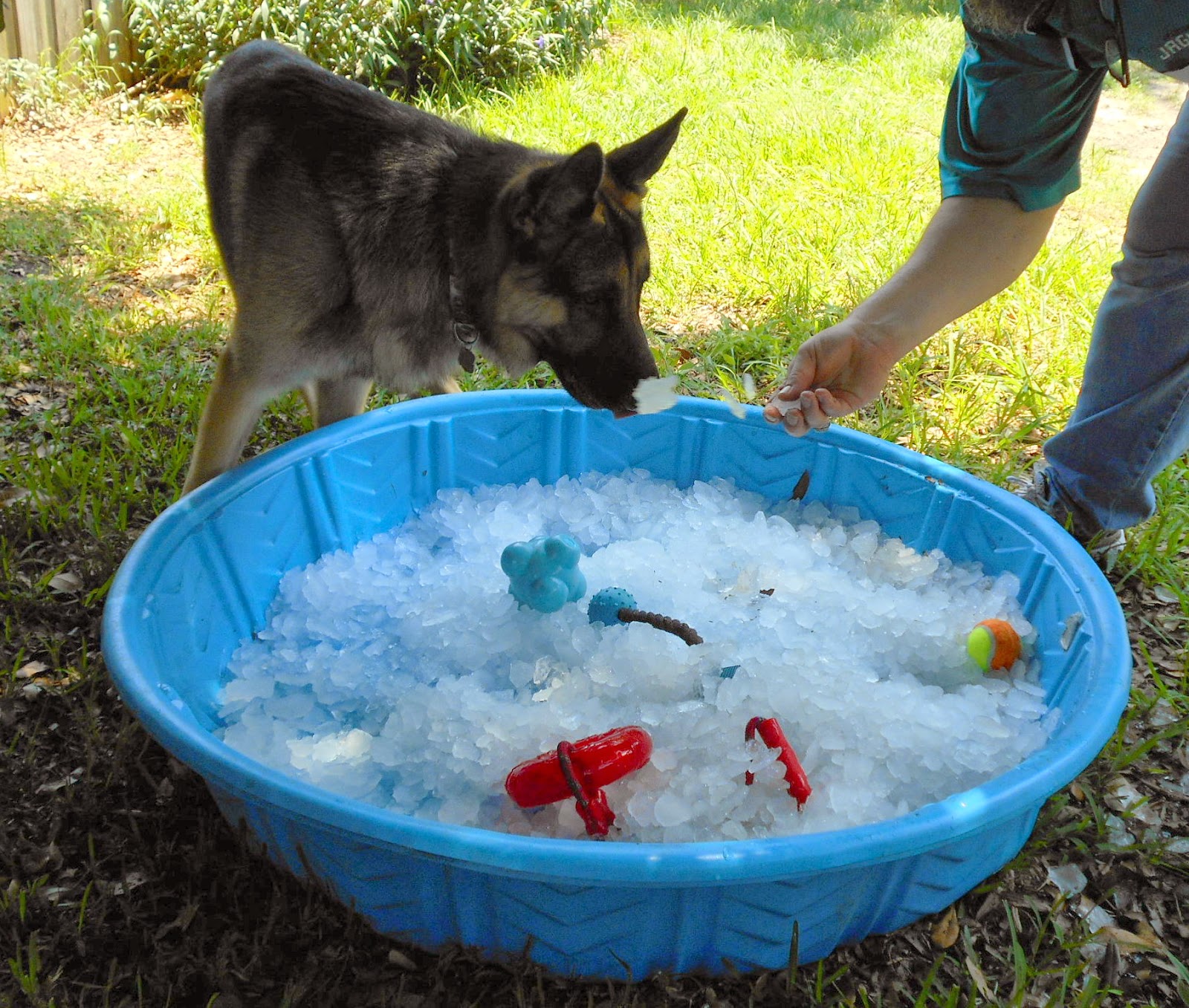 Kelley's Dog Blog: Beat the Heat Fun