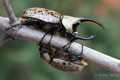 It's a bug's life: Learn how to identify Japanese beetle females