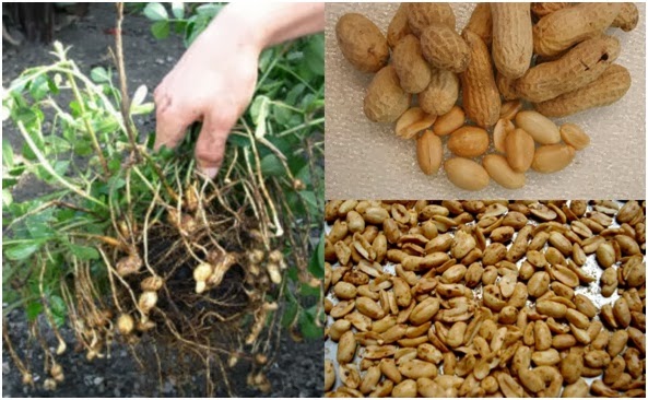 PORQUE COMER MANI - BENEFICIOS : FRUTAS VERDURAS BENEFICIOS PROPIEDADES ...