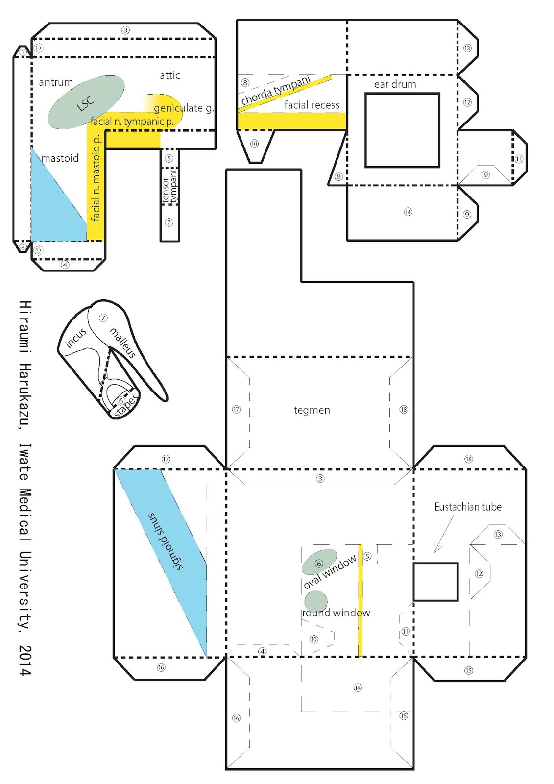 Papercraft Temporal Bone: Papercraft Temporal Bone (English, JPEG)