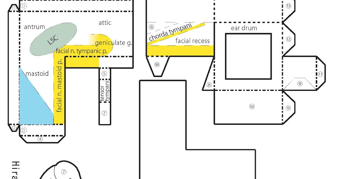 Papercraft Temporal Bone: Papercraft Temporal Bone (English, JPEG)