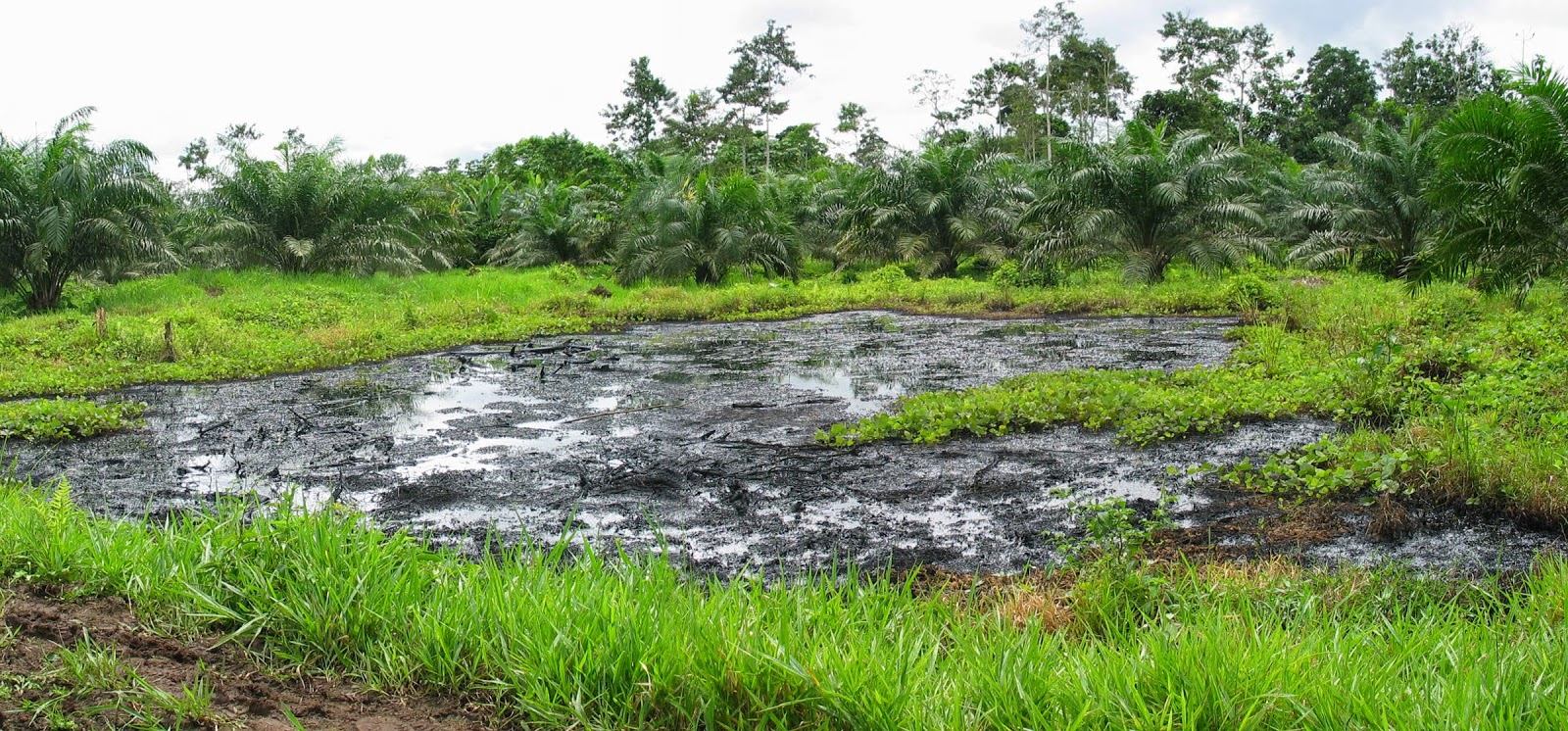 Chevron's Massive Pollution In Ecuador Frames Death of Legendary Nurse ...