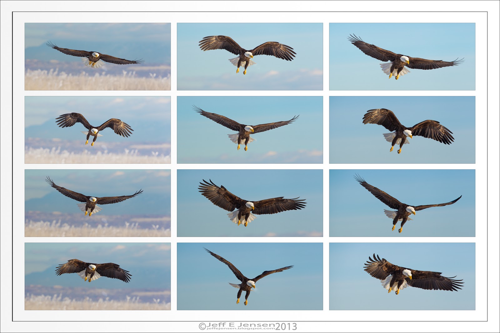 The World As I See It: One Eagle, Multiple Poses