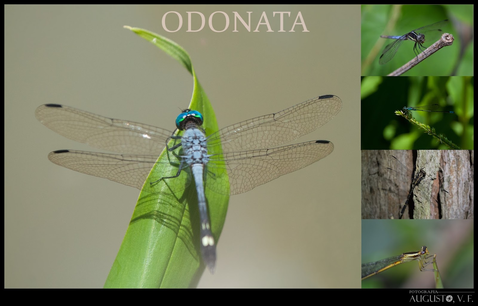 Conhecendo os Animais: Odonatas