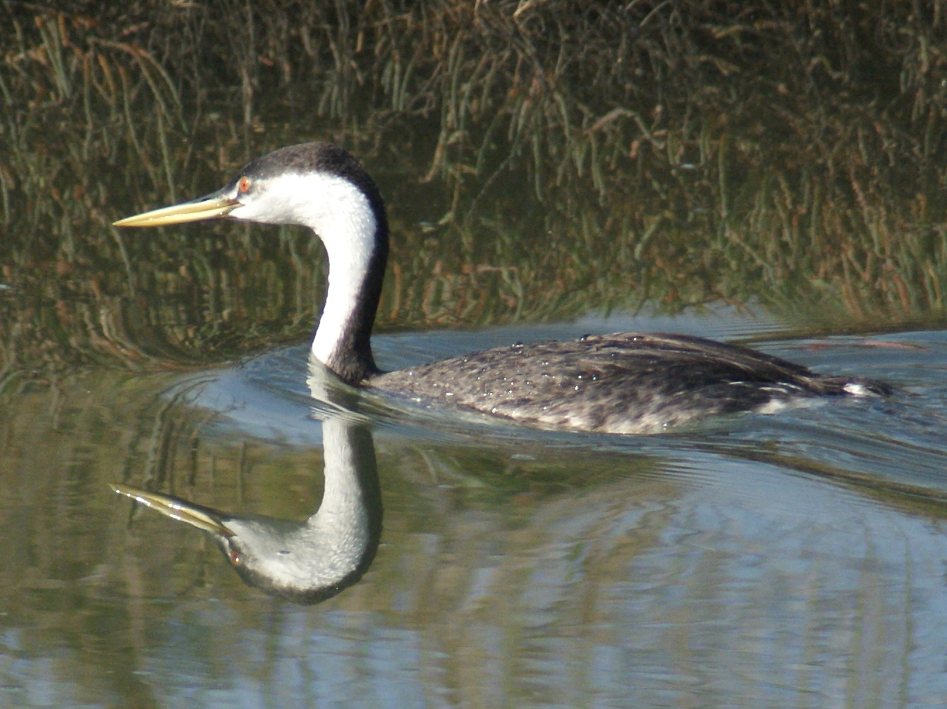 SE Texas Birding & Wildlife Watching: November 2011