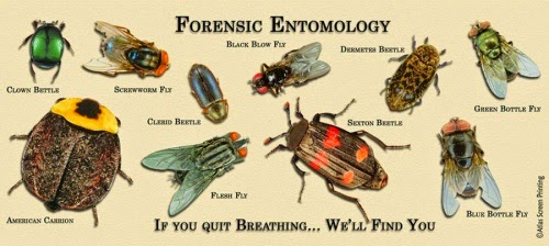 Pengertian Entomologi Kesehatan | ManfaatIlmu.com