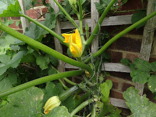 Down on the Allotment: Coming along!