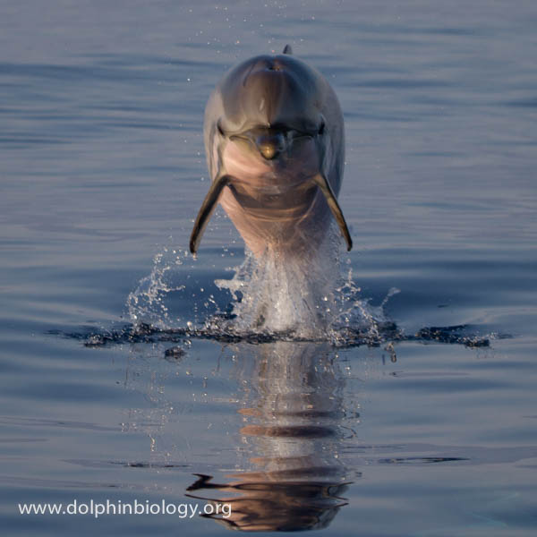 Dolphin Biology and Conservation: Funny face