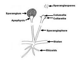 Fadli Edward D'Silva Qnoze: Rhizopus stoloniferus (Jamur Tempe)
