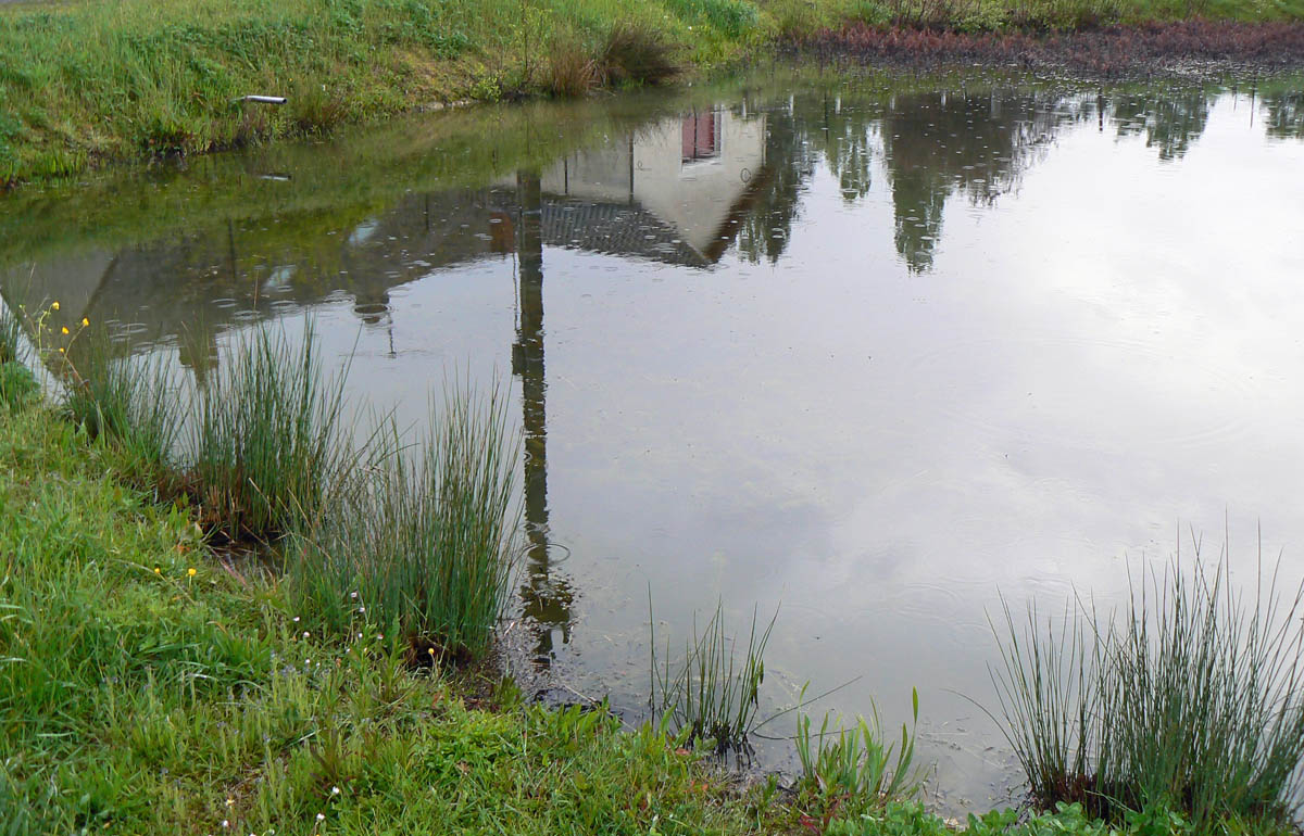 wcs: Raindrops in the pond