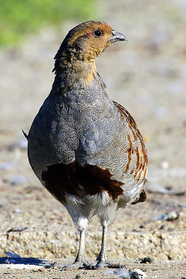 GAZİANTEPLİ CEMİL USTANIN KAFESLERİ: KEKLİK ÇEŞİTLERİ