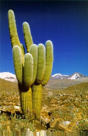 Biblio: LA LEYENDA DEL CARDON