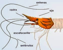 MORFOLOGÍA Y ANATOMÍA DE UN CAMARÓN