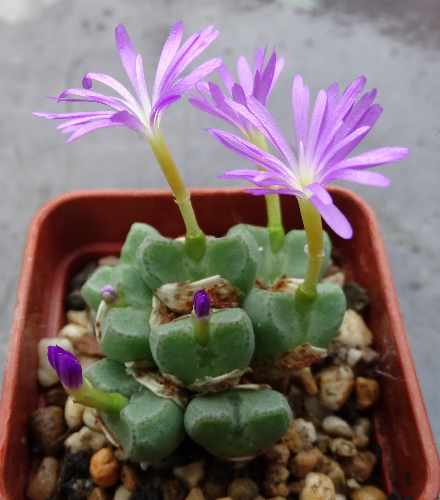 Succulent Sundae: CONOPHYTUM BICARINATUM