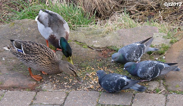 Pigeon role goose goose duck - limofreaks