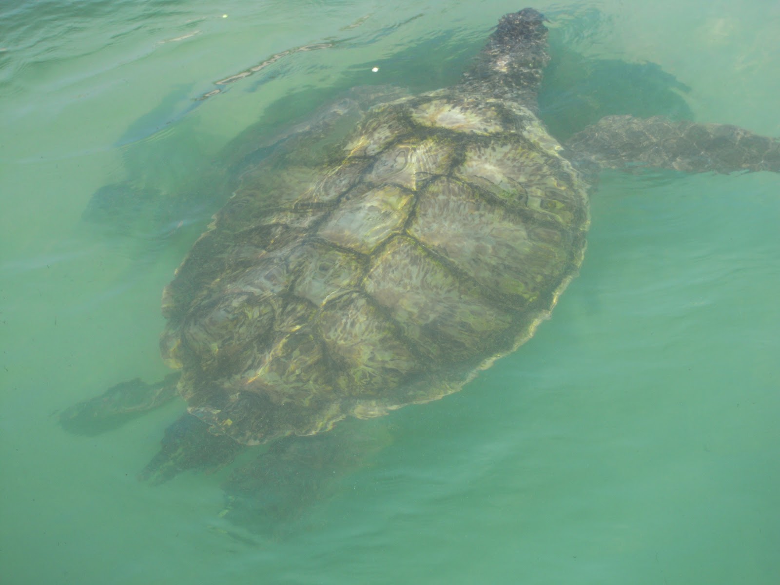 Turtles, Turtles Everywhere | libbymcnamee.com