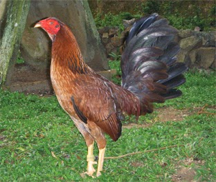 historia del gallo gallino: Historia del gallo gallino
