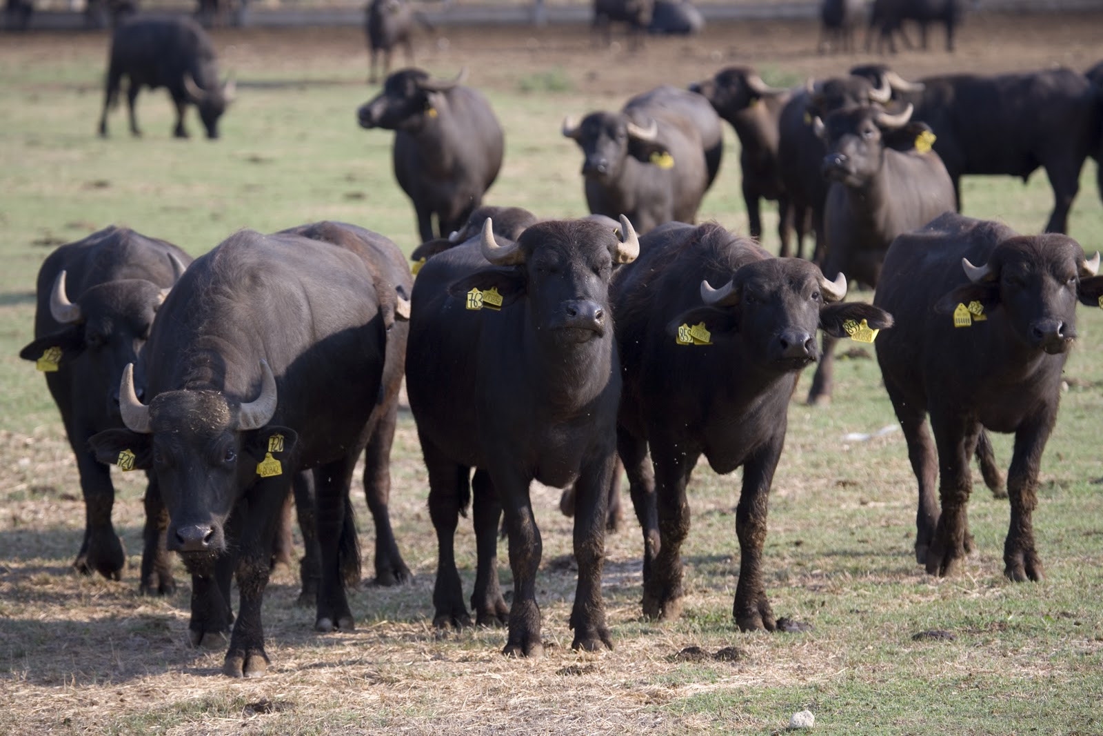 Welcome To Fun2shh World: Latest Buffalo Animal Wallpapers Download For ...