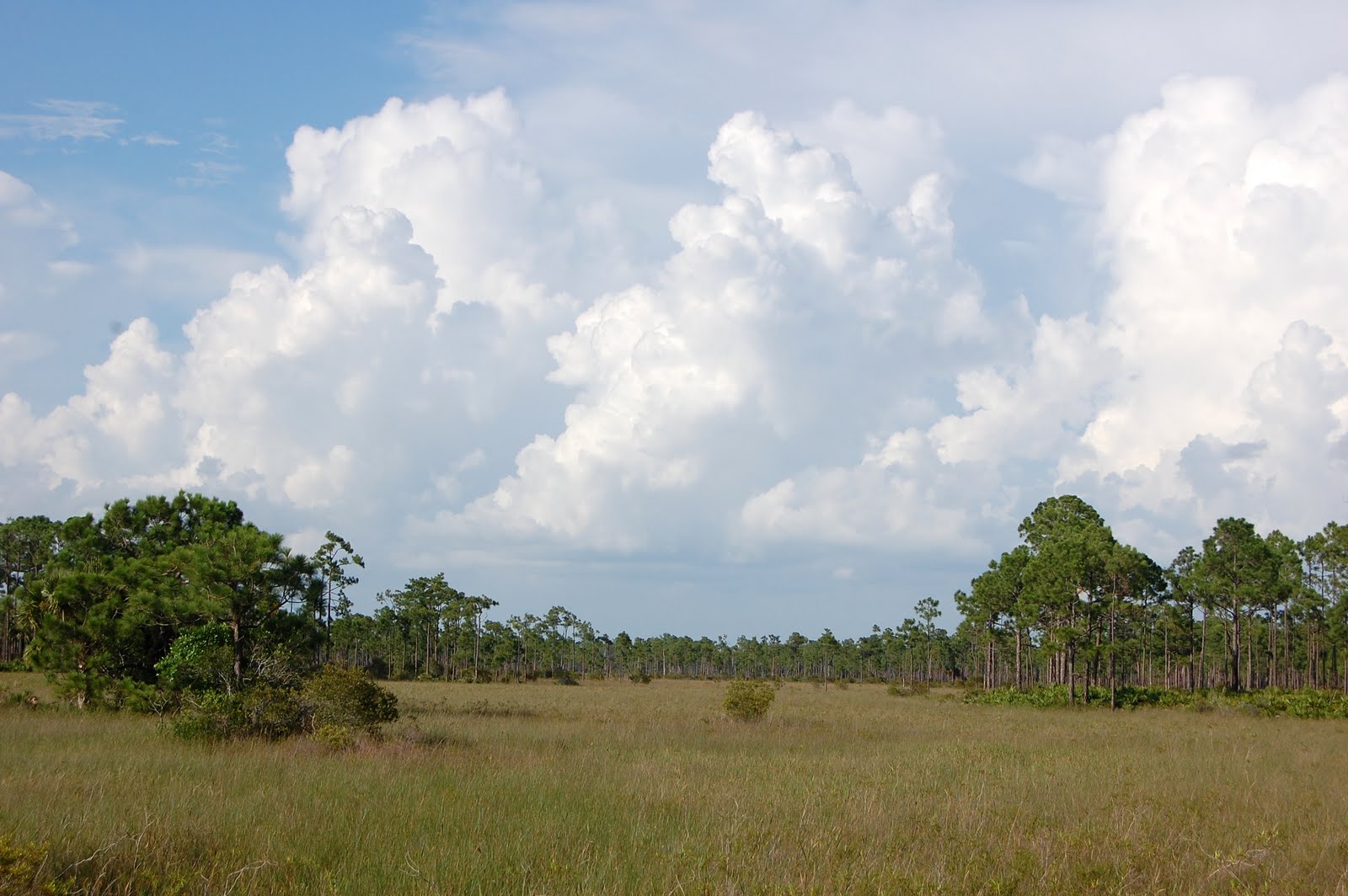 Field Notes and Photos: Tucker's Grade: Landscapes in Florida's Wet Prairie