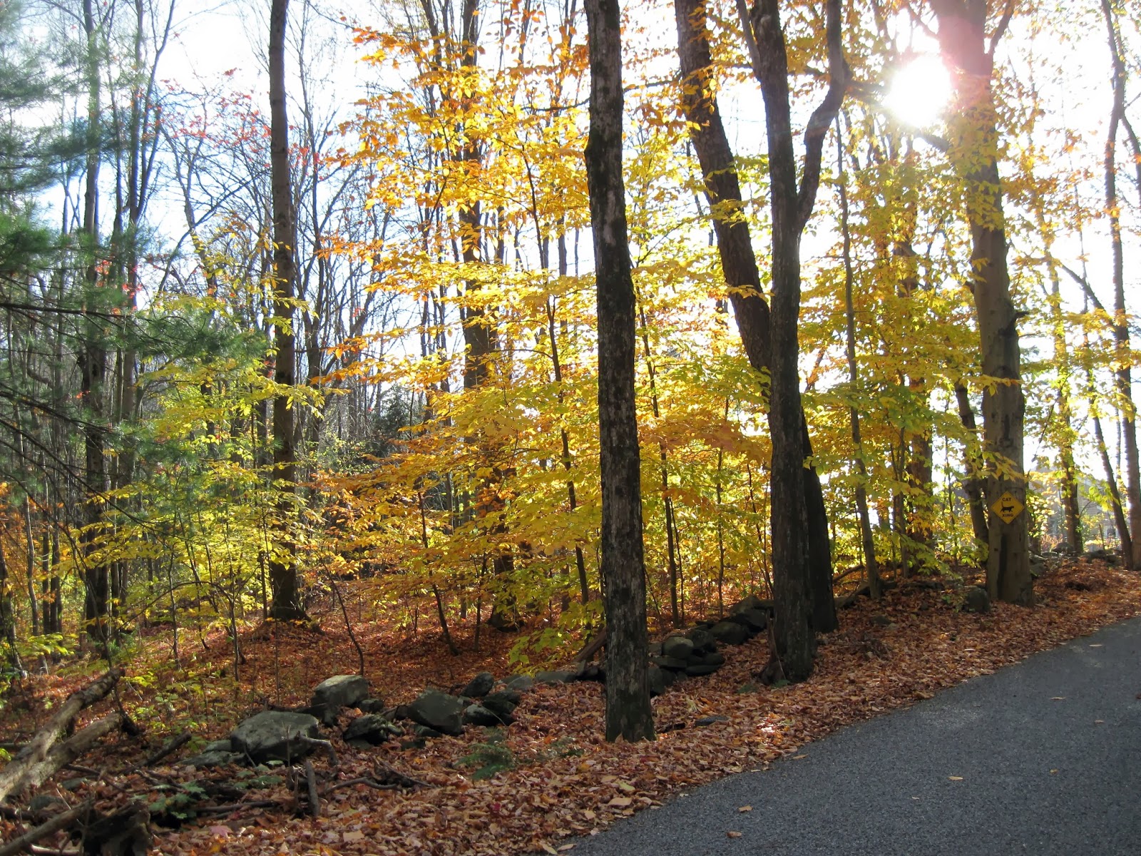 RavenWood Forest: Slow Shifting