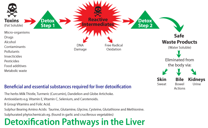 Glutathione, our body's most powerful weapon.: Detoxification Process ...