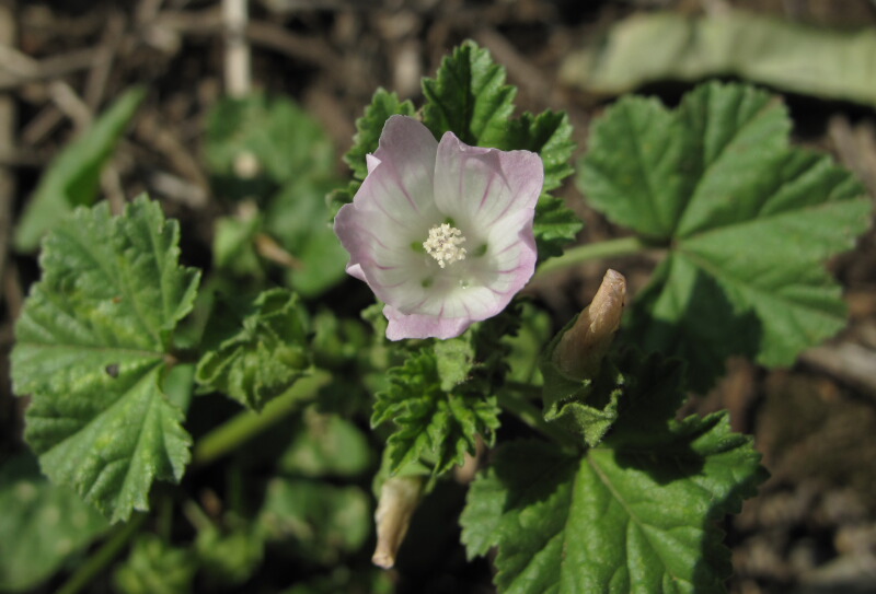 The Joyce Road Neighborhood: Wildflower - Common Mallow