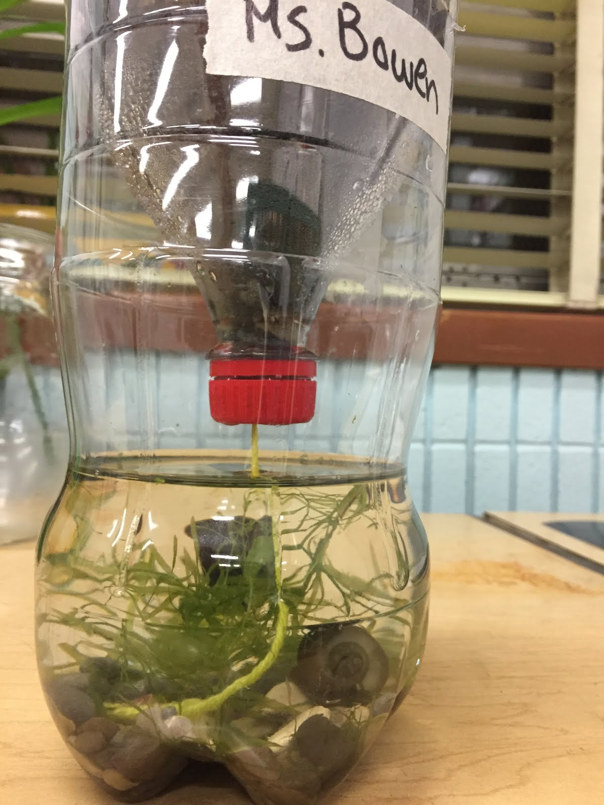 Ms. Bowen Smath: Repeating and Terminating Decimals & Ecosystems