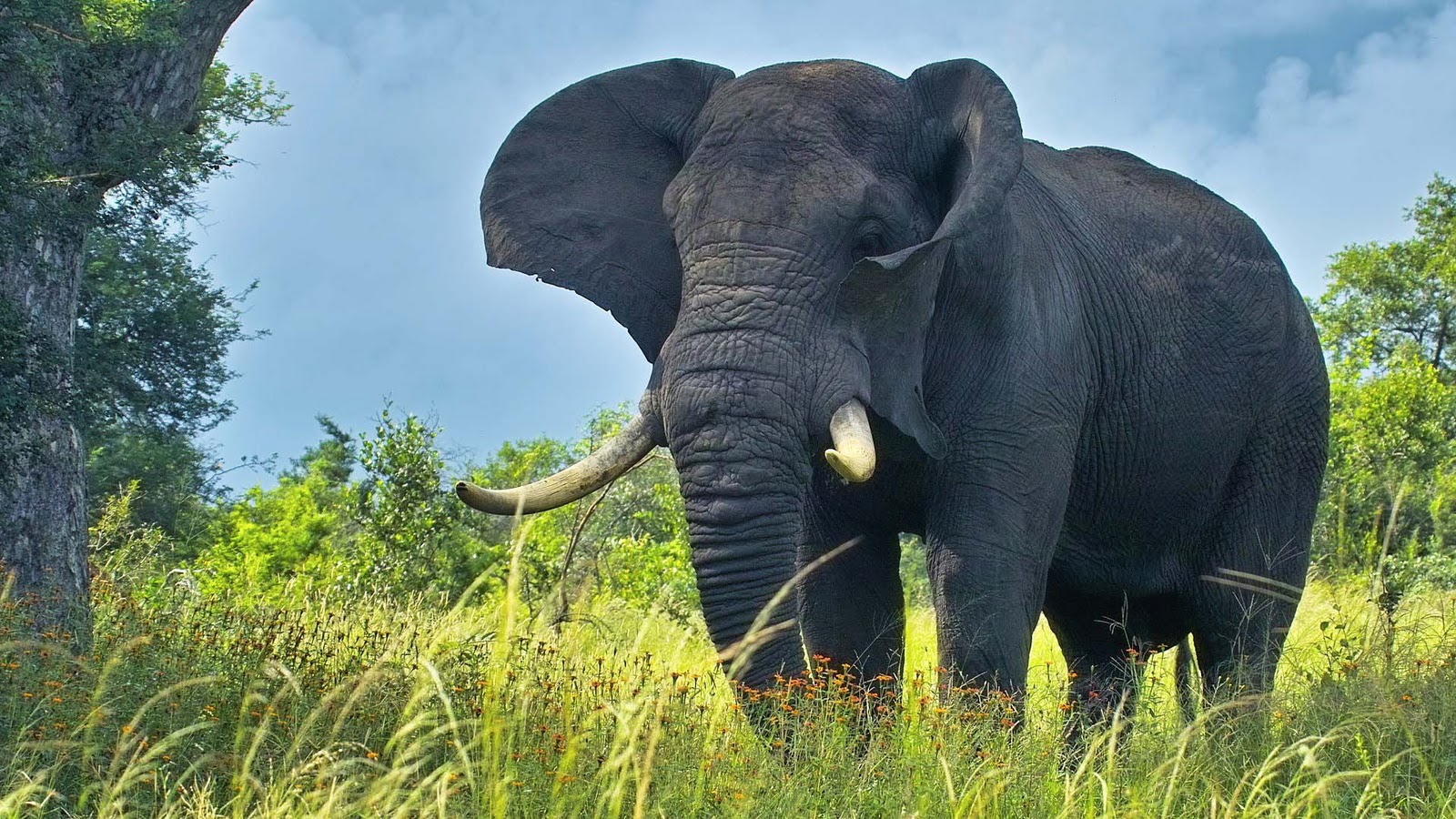 Olifanten Achtergronden